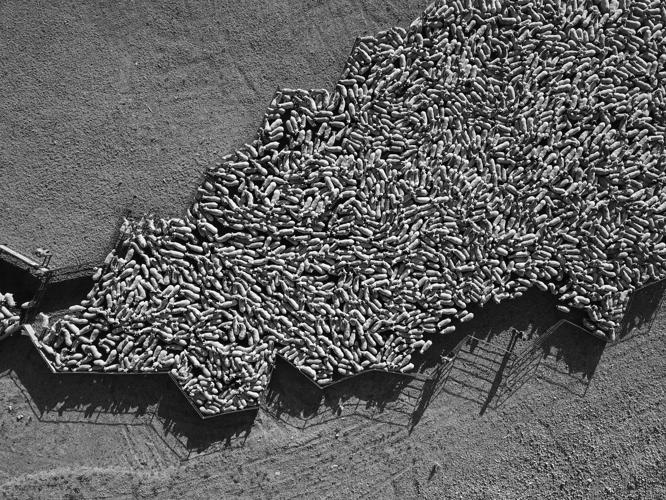 Shipping Siddoway Sheep | Photo Gallery | tetonvalleynews.net