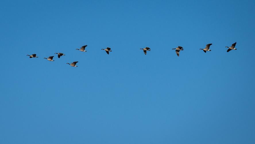 Christmas bird count reflects warmer weather | Outdoors ...