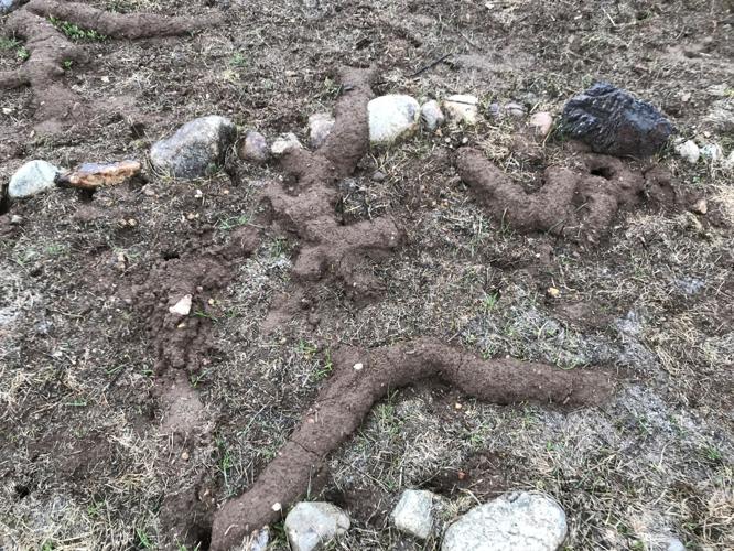 Got Voles? | Weather Blog | tetonvalleynews.net