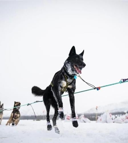 Amanda Otto and team finish top 10 in Iditarod Trail Sled Dog Race ...