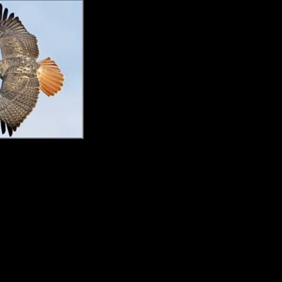 Nature Notes: Red-tailed Hawk | Nature | tetonvalleynews.net