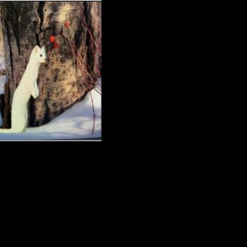 Nature Notes: Ermine | Nature | tetonvalleynews.net