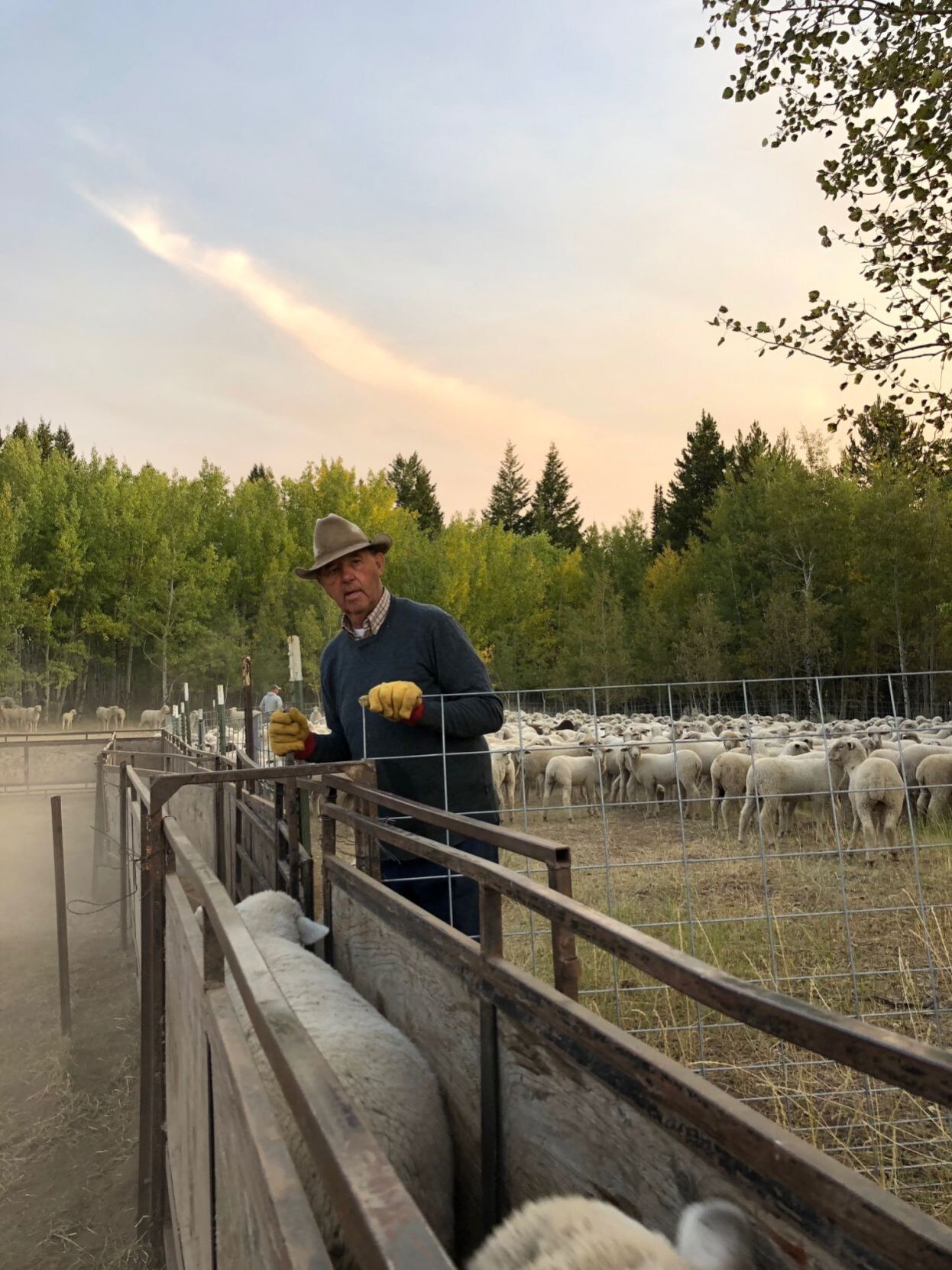 Siddoway Family: A long history with sheep | Agriculture ...