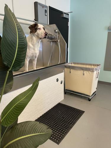 Dog pamper and self-serve grooming shop cuts the ribbon; Ollie’s grand ...