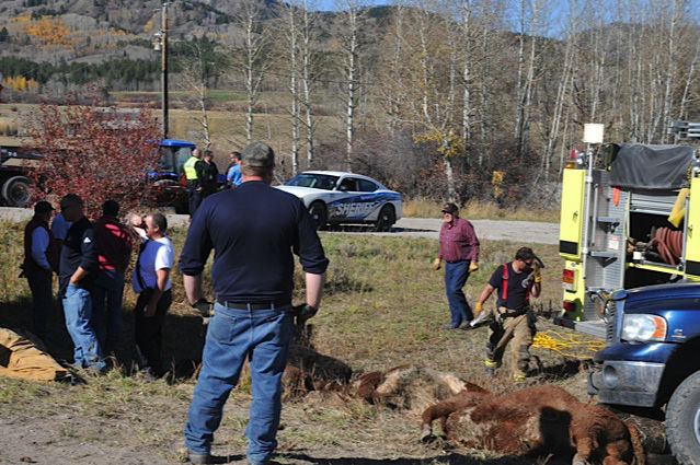 Truck carrying over 100 cows overturns near Victor | News ...