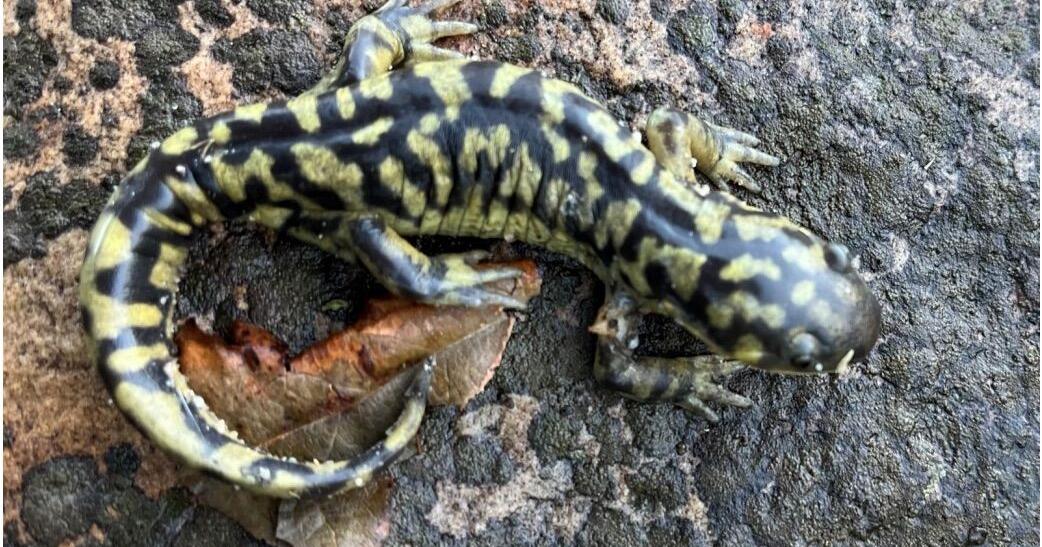 Nature Notes: Western Tiger Salamander | Nature | tetonvalleynews.net