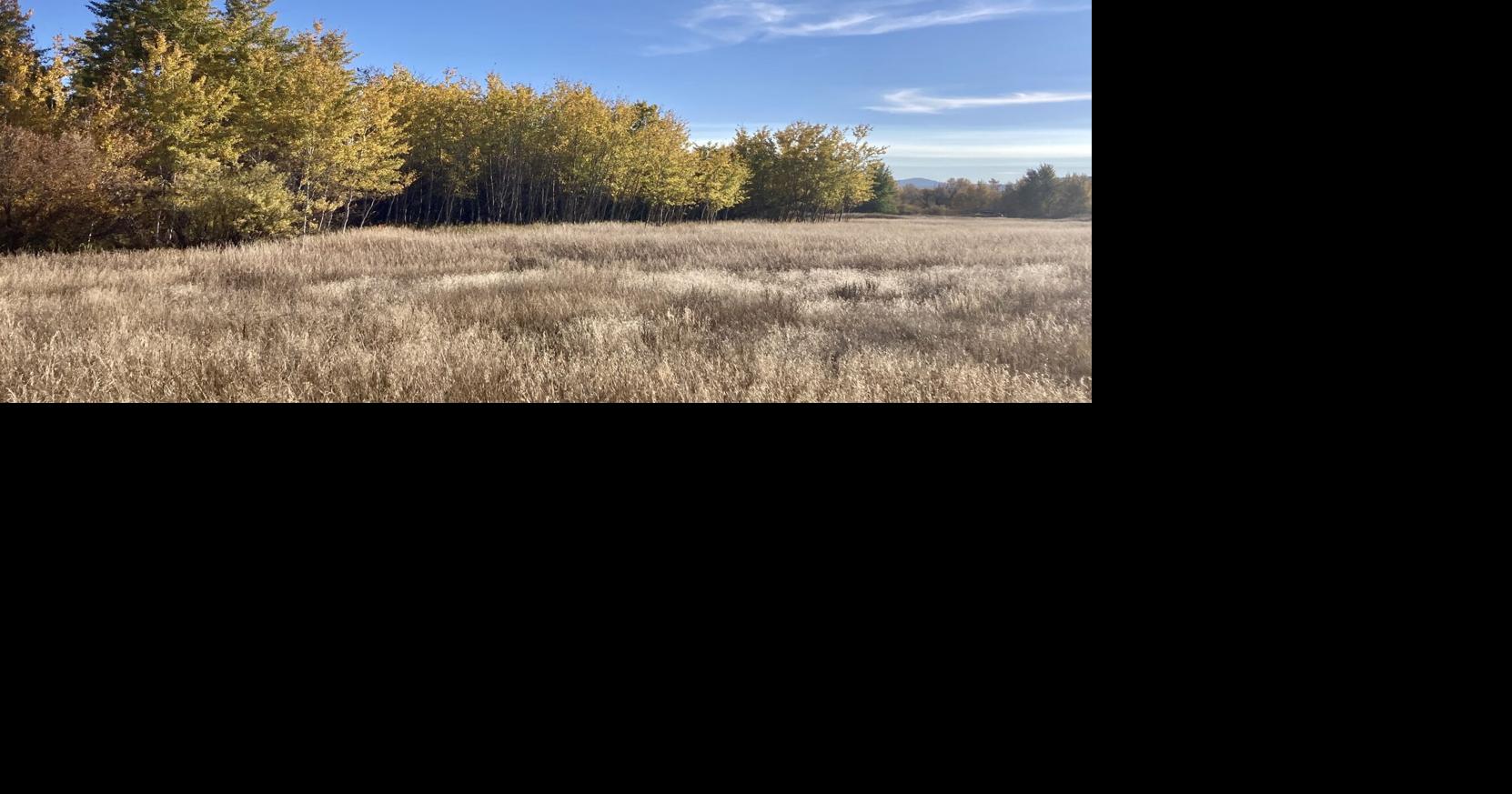 Bidache reaches compromise to keep most trees, second rezone attempt ...