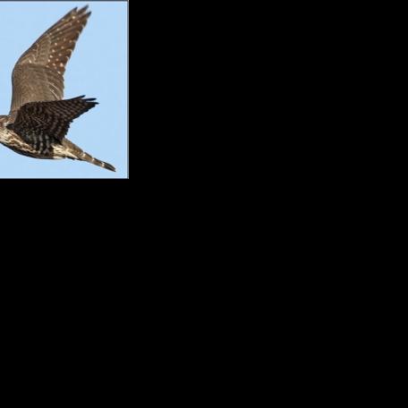 Nature Notes: Merlin | Nature | tetonvalleynews.net