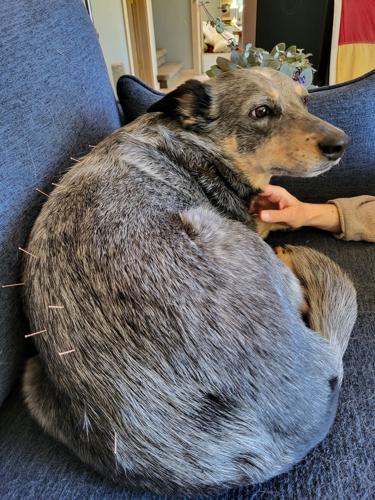 Teton Holistic Veterinary Care is open for business | Businesses ...
