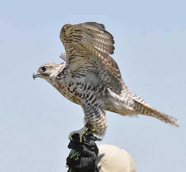 Teton Raptor Center celebrates local community with "Locals ...