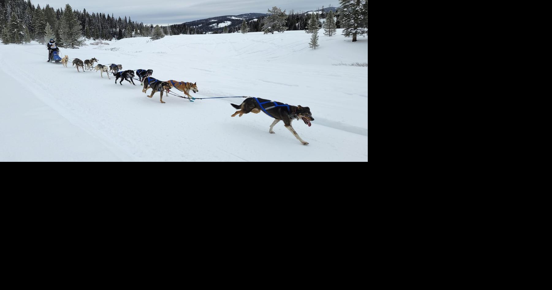 Final Stage of 2024 Pedigree Stage Stop Sled Dog Race to be held in ...