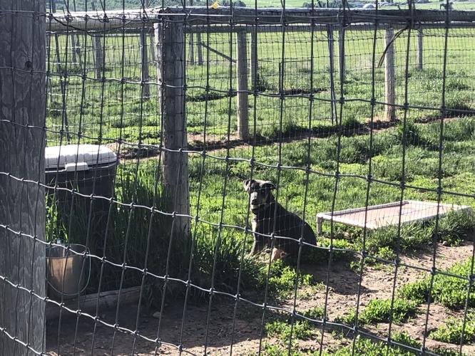 PAWS struggles to keep up with fiscal needs, county services ...