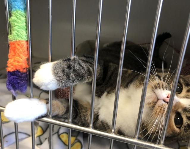 PAWS struggles to keep up with fiscal needs, county services ...