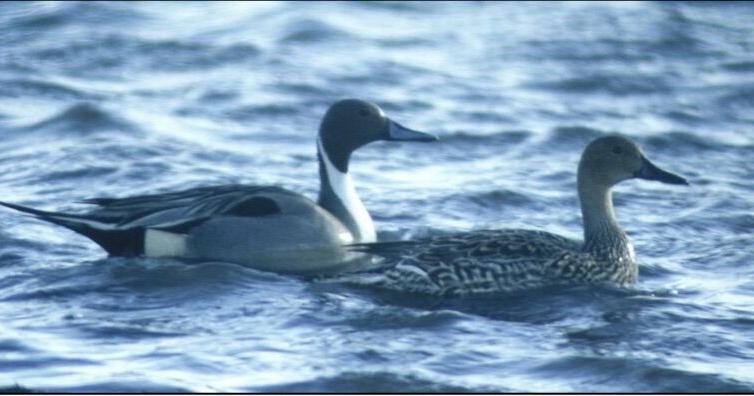 Nature Notes: Northern Pintail Duck | Nature | tetonvalleynews.net