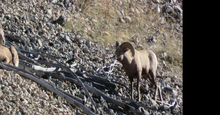 Ground survey of bighorn sheep in Unit 26 suggests population is stable ...