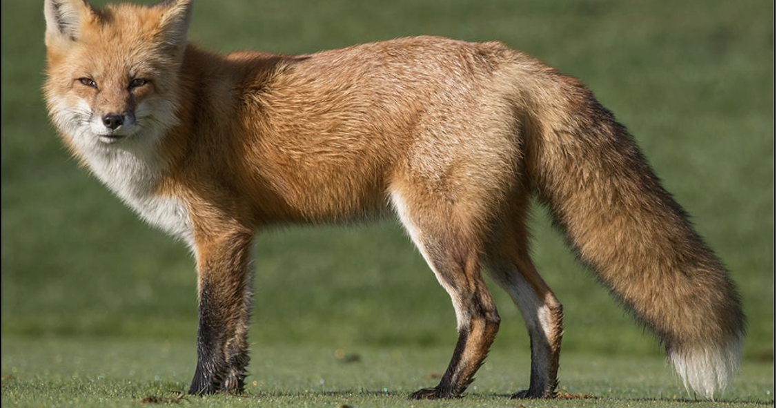 Nature Notes: The Mysterious Mr. Fox | Columns | tetonvalleynews.net