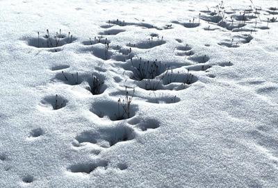 March Dryness | Weather Blog | tetonvalleynews.net