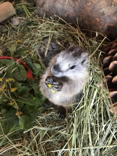 Springtime brings baby wildlife | Freeaccess | tetonvalleynews.net