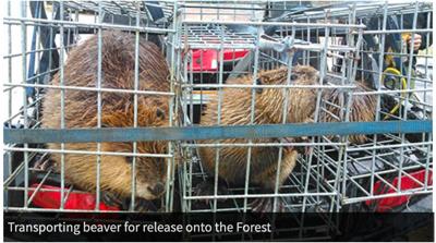 Using beavers to improve our Environment | Outdoors | tetonvalleynews.net