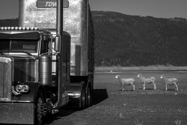 Shipping Siddoway Sheep | Photo Gallery | tetonvalleynews.net