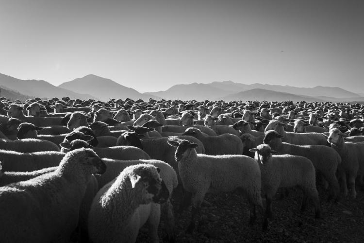 Shipping Siddoway Sheep | Photo Gallery | tetonvalleynews.net