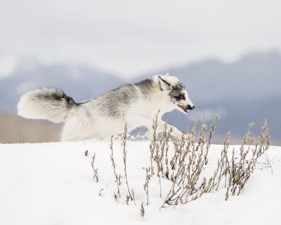 Love and Life Lessons from Loki the Fox | Pets | tetonvalleynews.net