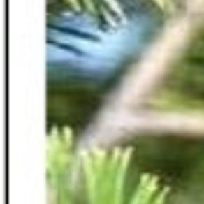 lodgepole pine pine cones