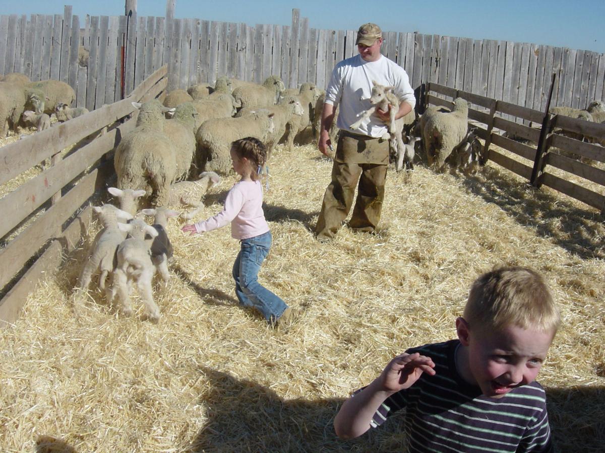 Siddoway Family: A long history with sheep | Agriculture ...