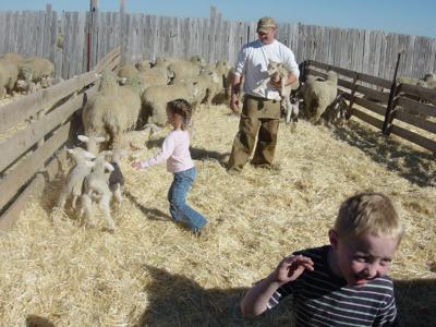 Siddoway Family: A long history with sheep | Agriculture ...