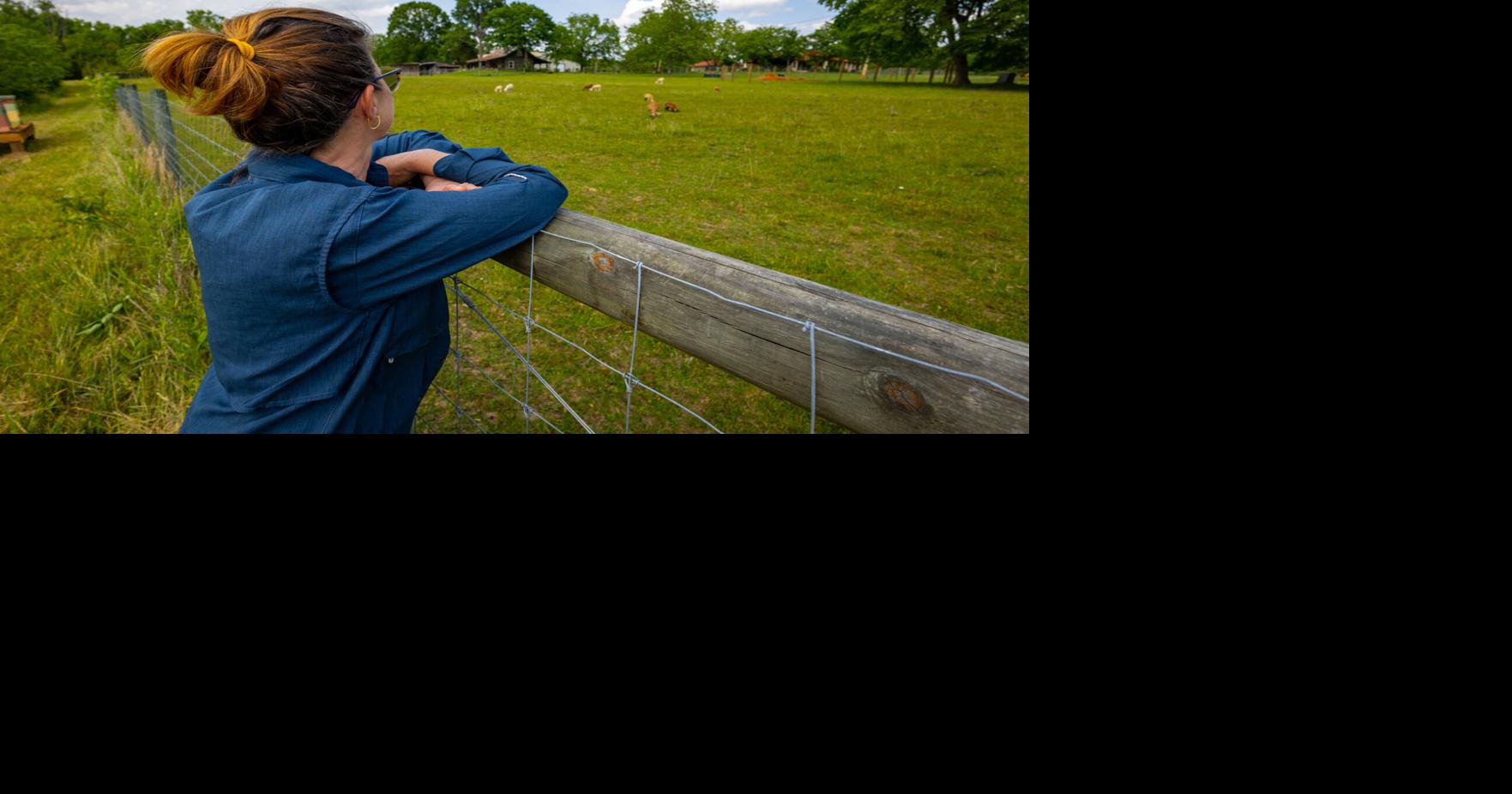 Farm Tour: Expect lamb, honey, poultry, and garlic, but no sunflowers at Sunflower Hill Farm ...