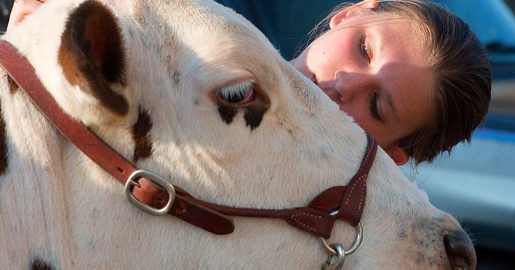 Scenes Around the Dairy Cow Show | News | the-dispatch.com