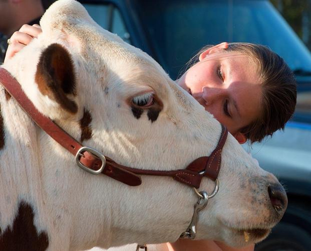 Scenes Around the Dairy Cow Show | News | the-dispatch.com