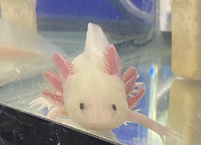 Five things to do: View sharks, axolotls at Davidson-Davie's free ...