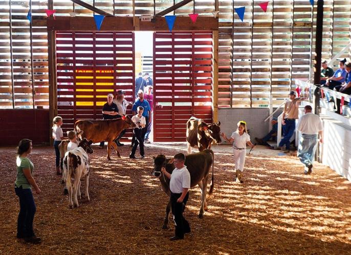 Scenes Around the Dairy Cow Show | News | the-dispatch.com