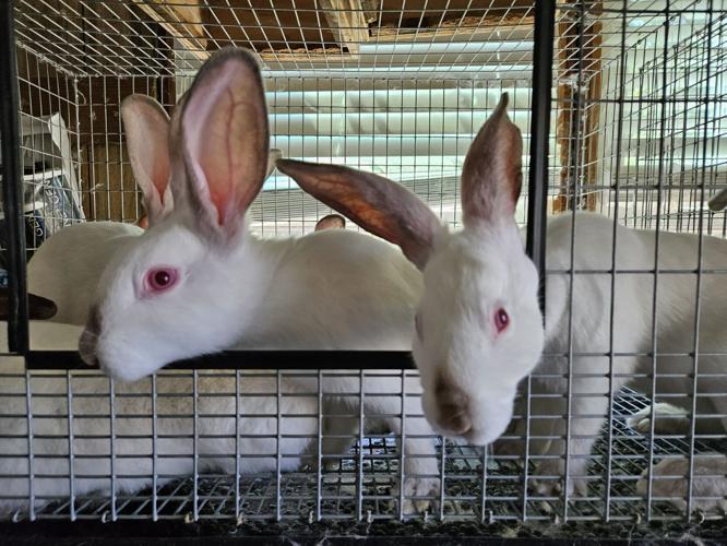 Davidson County farmer's rabbit manure fertilizer earns USDA Certified ...