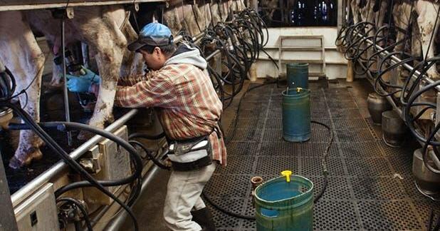 Linwood dairy farm continues family tradition | News | the-dispatch.com