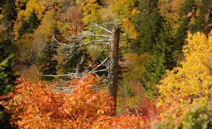 Fall colors Blue Ridge Parkway | News | the-dispatch.com
