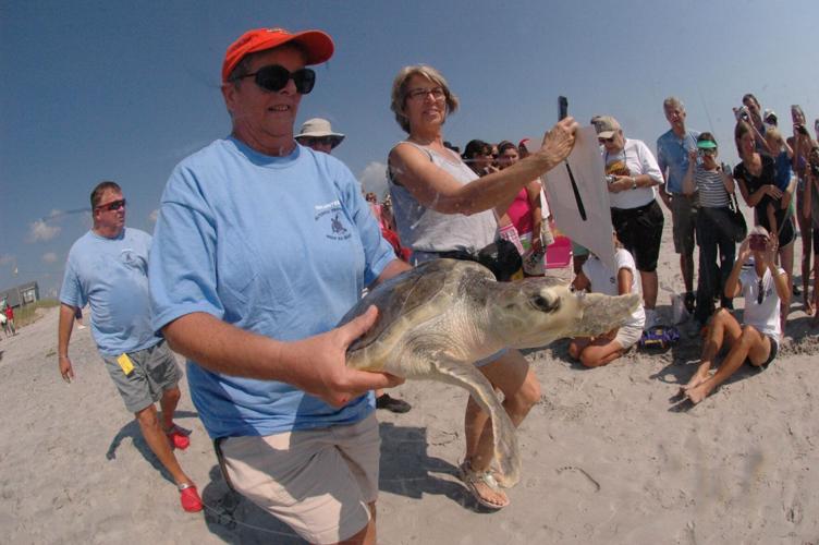 Sea Turtle Release | News | the-dispatch.com