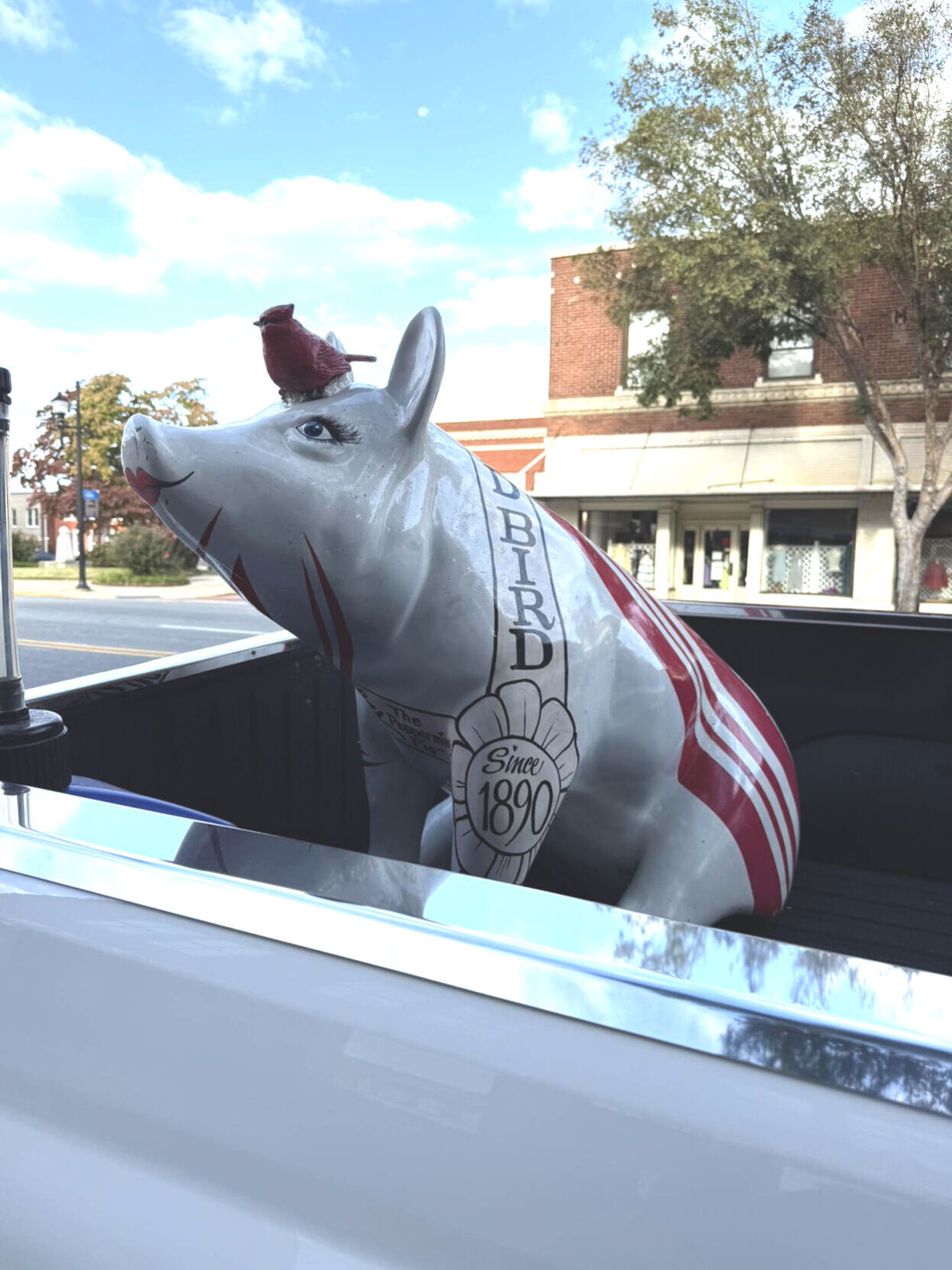 Miss Puffy the Pig takes flying leap through Lexington storefront's ...