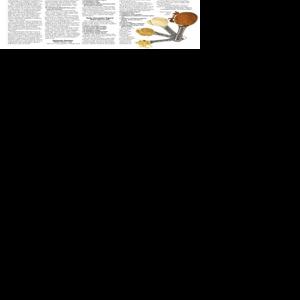 Page X16 | e-Edition | the-dispatch.com