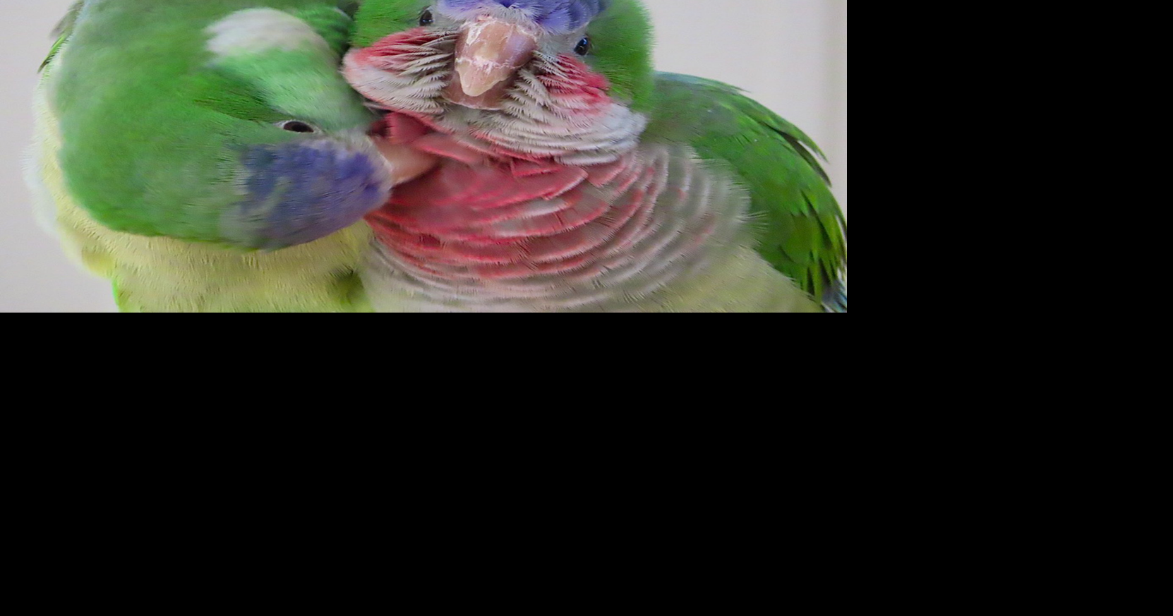 Study reveals how birds carefully form new friendships | National | the ...