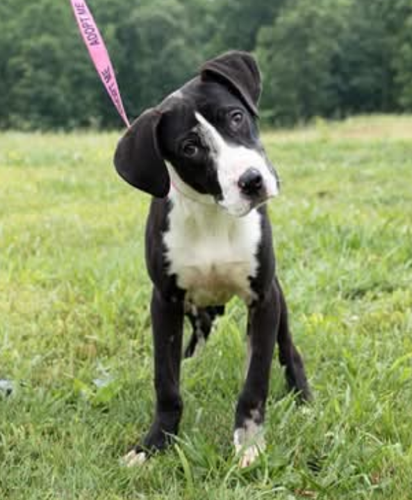 Webster County Animal Shelter Dog of the Week | Local | the-messenger.com
