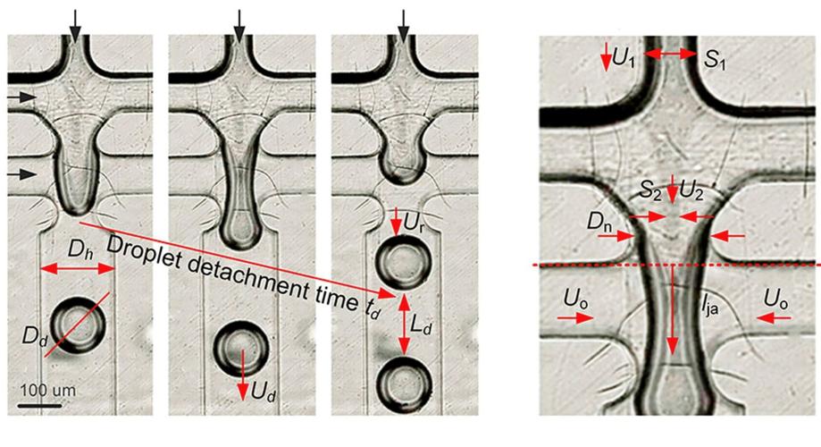 It’s about thyme? Scientists unlock herb’s healing power | Health | the ...