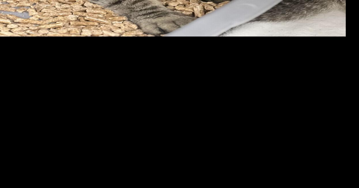 Pet | Local News | the-messenger.com