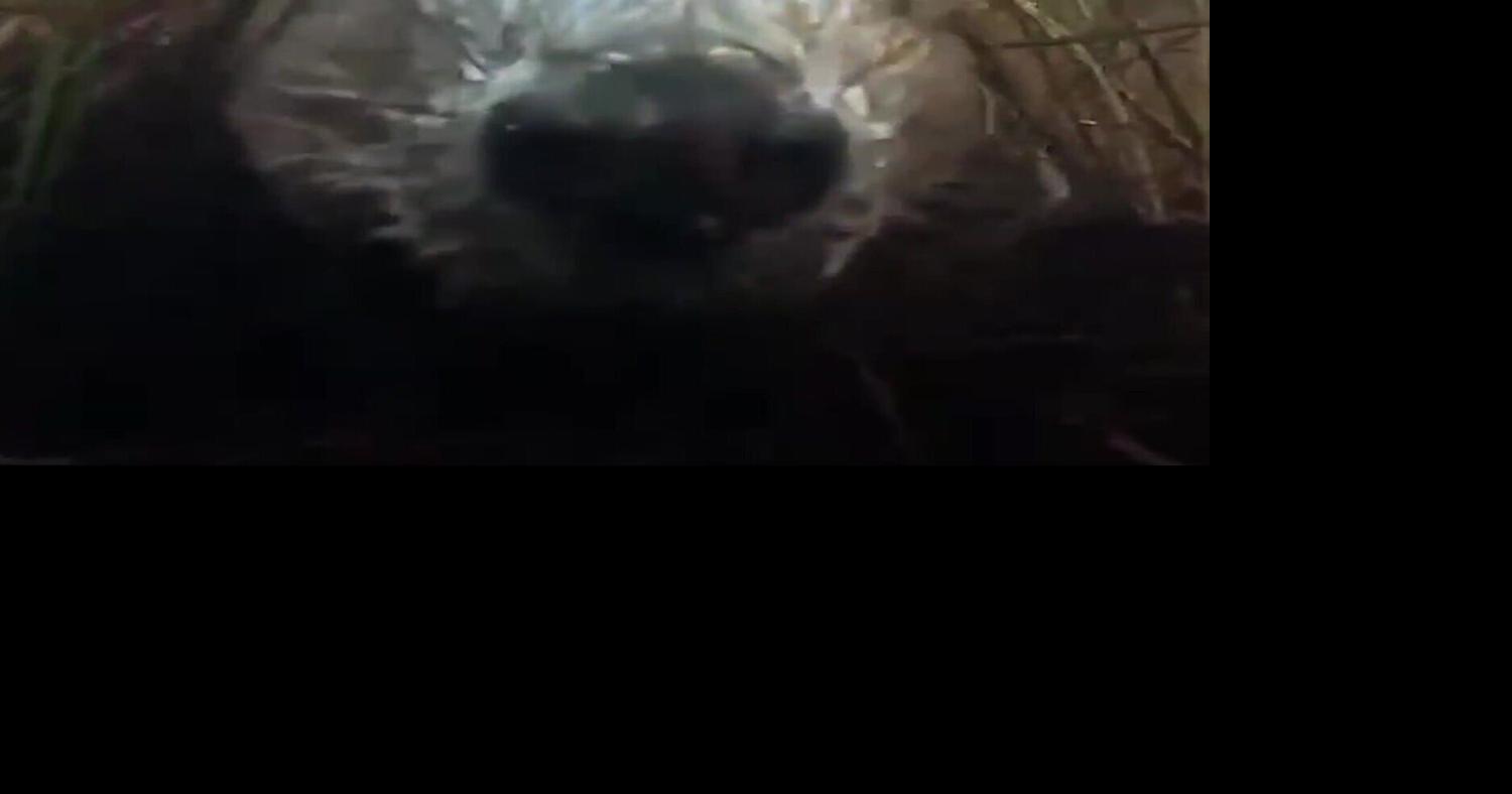 Underwater camera captures beaver ‘selfie’ | National | the-messenger.com