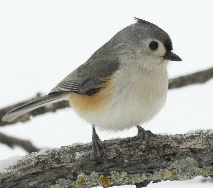 This week’s featured creature is the tufted titmouse | Lifestyles ...