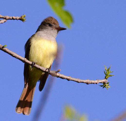 great flycatcher