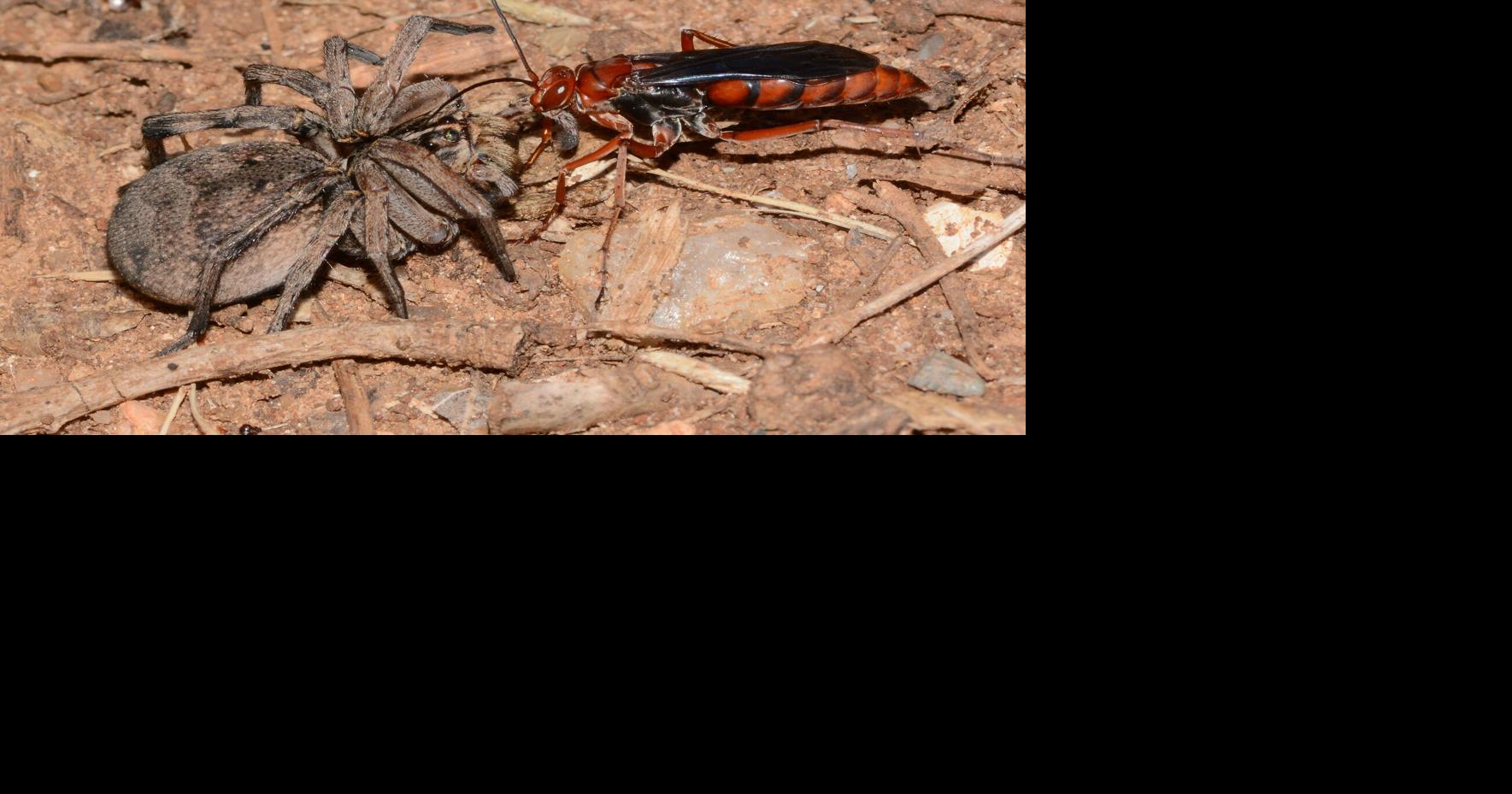 The rusty spider wasp | Lifestyles | theadanews.com