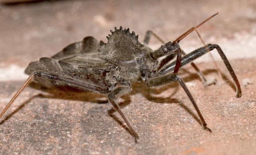 wheel bug uk