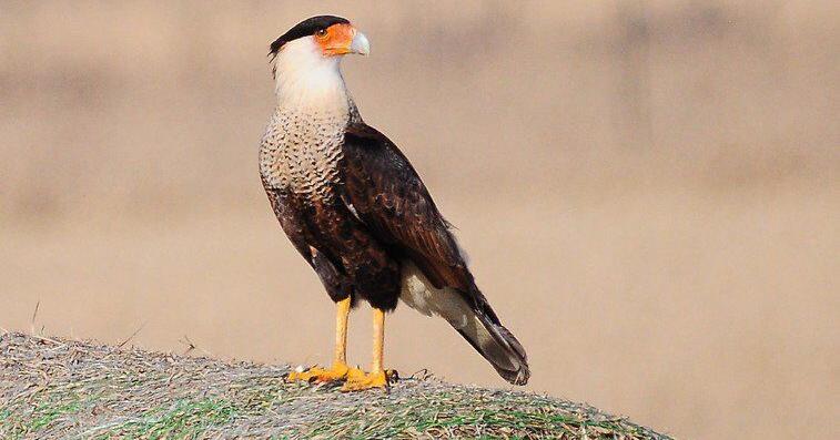 mexican crested eagle